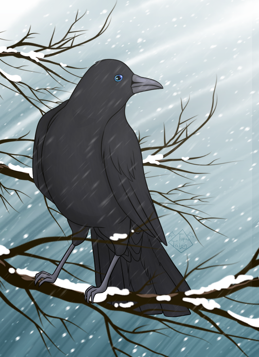 Sheezy.Art – Winter Crow by @TopazTalon