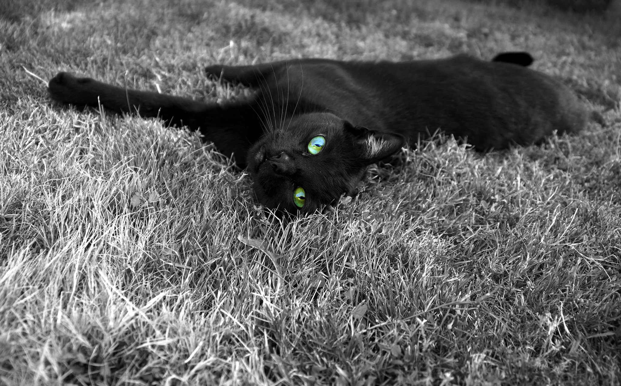 Rallo by @zubat – Sheezy.Art