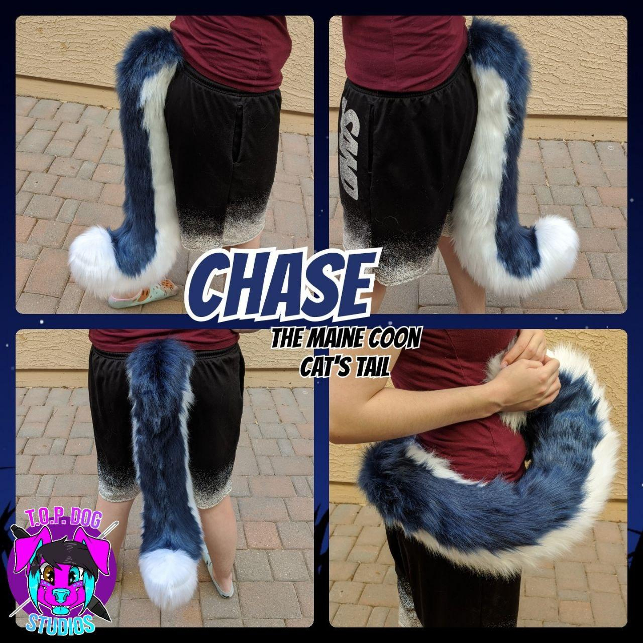 Chase the Maine Coon - Tail (June 2020) by @CassMutt – Sheezy.Art