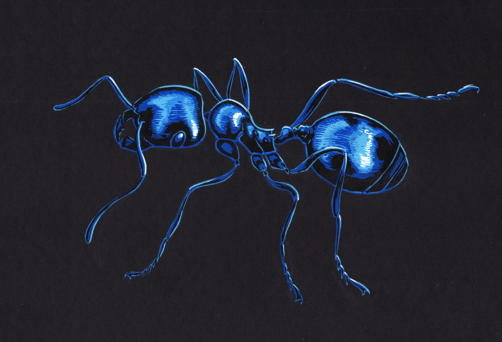 veromessor pergandei in blue by @Myrmeform – Sheezy.Art