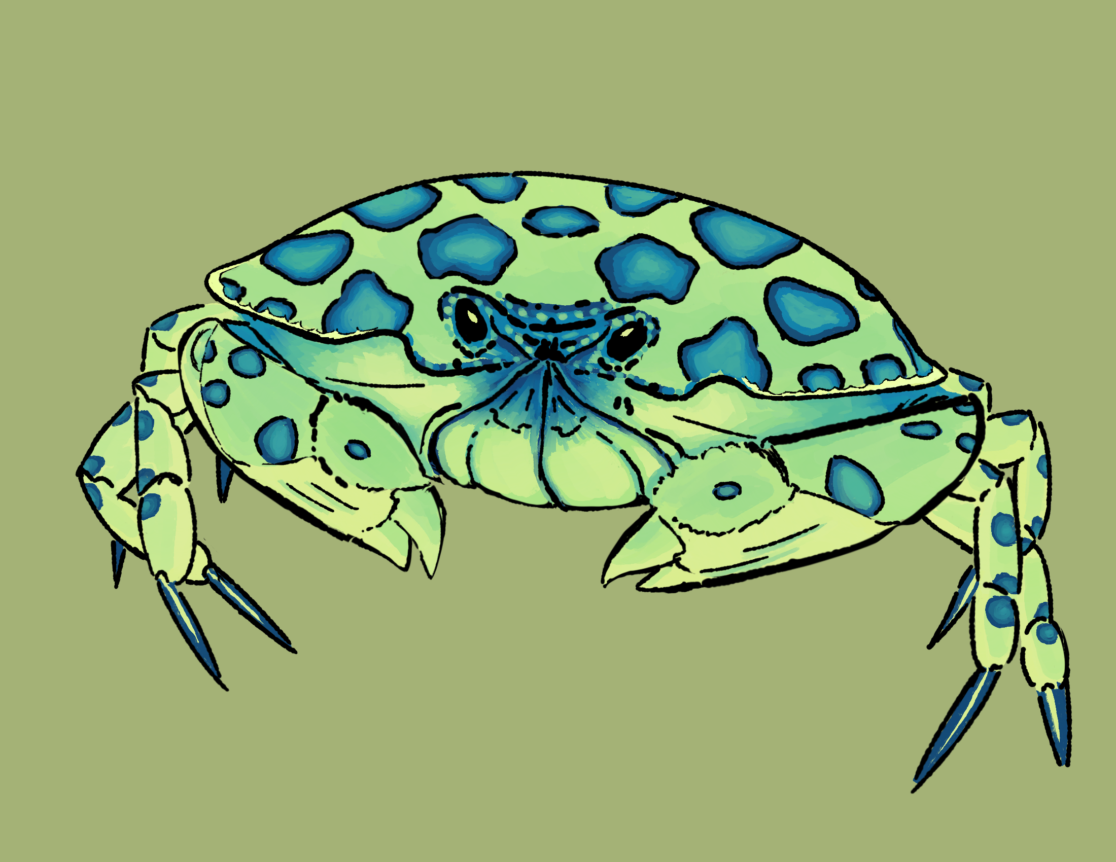 Calico Crab by @tarantula-wizard – Sheezy.Art