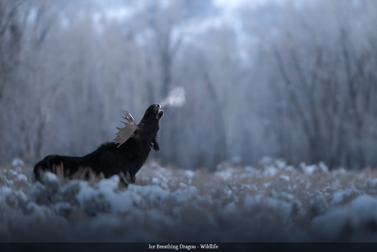 Ice Breathing Dragon by @IsisPicz – Sheezy.Art