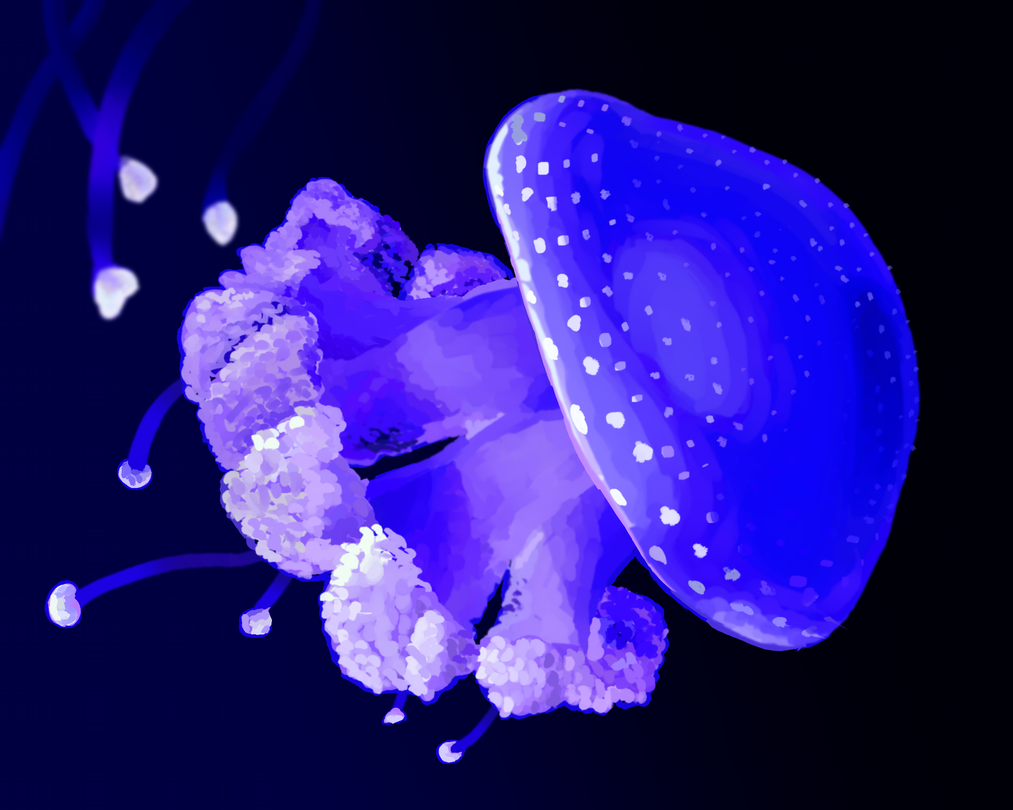 White Spotted Jellyfish by @tarantula-wizard – Sheezy.Art