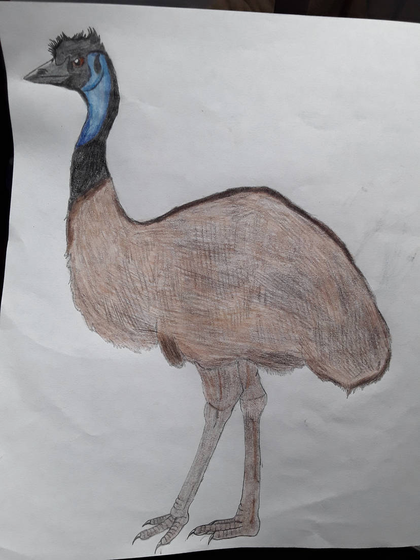 Emu by @QuinnAnimallover1756 – Sheezy.Art