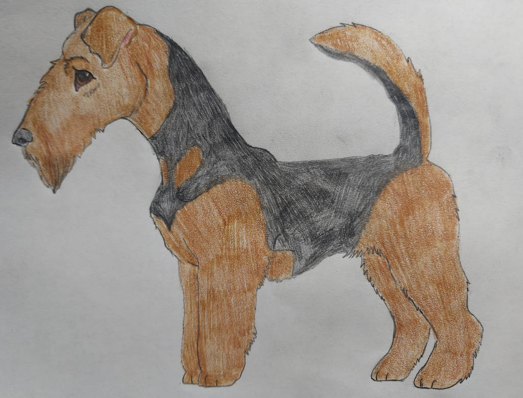 Airedale terrier by @QuinnAnimallover1756 – Sheezy.Art