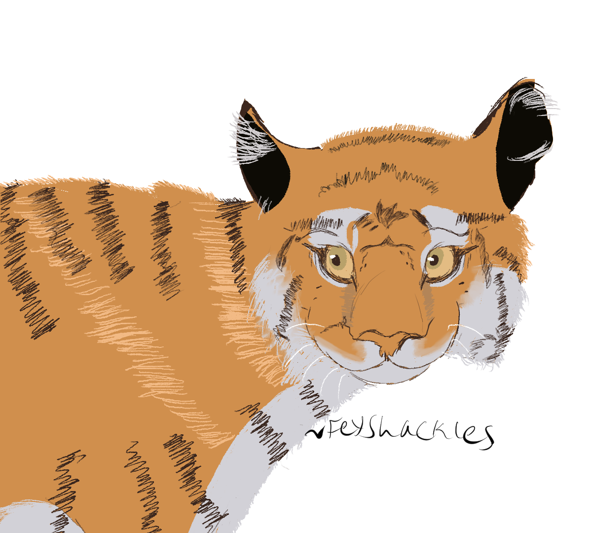 tiger study sketch by @Feyshackles – Sheezy.Art