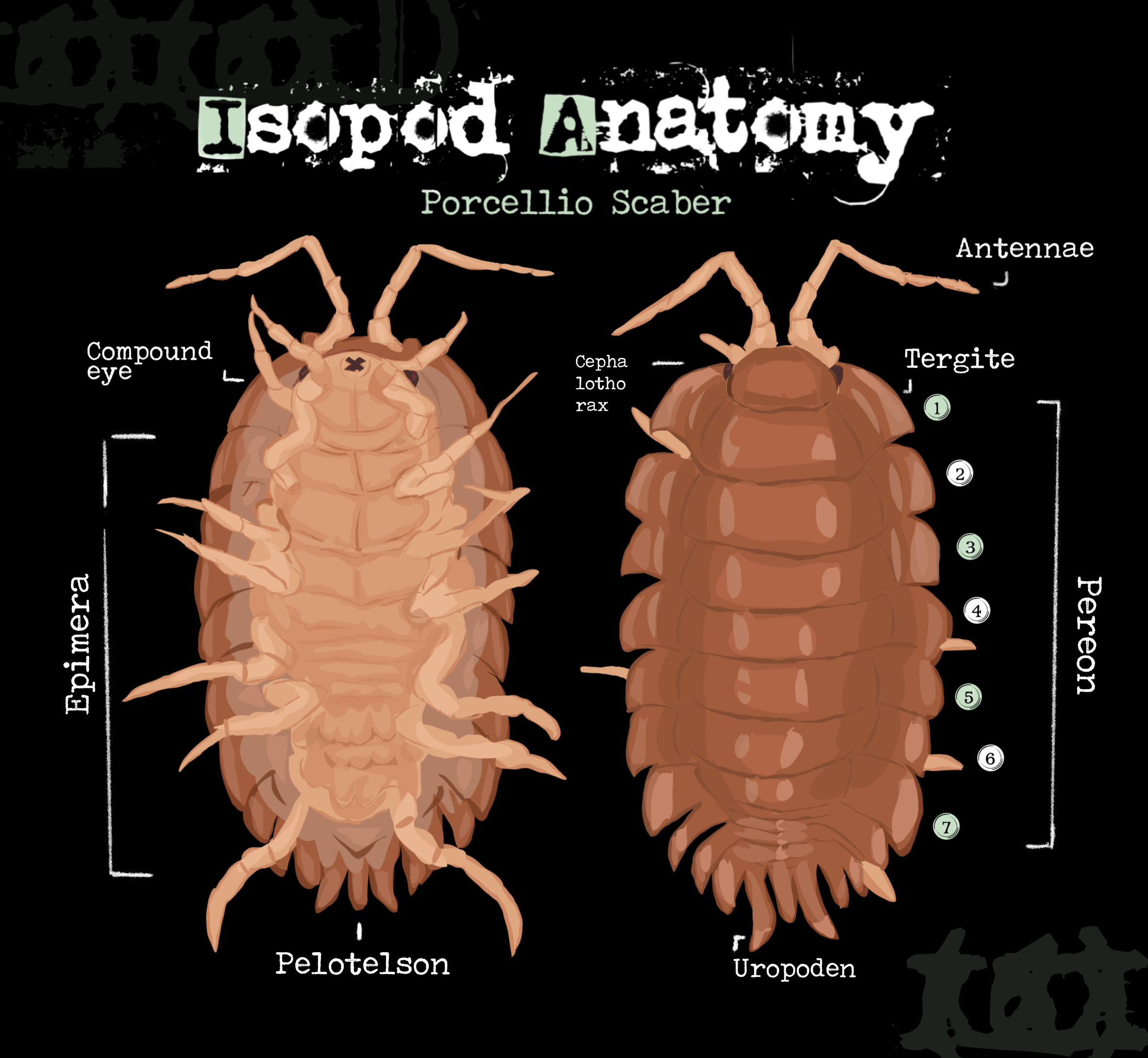 Isopod Infographic by @WormWombs – Sheezy.Art