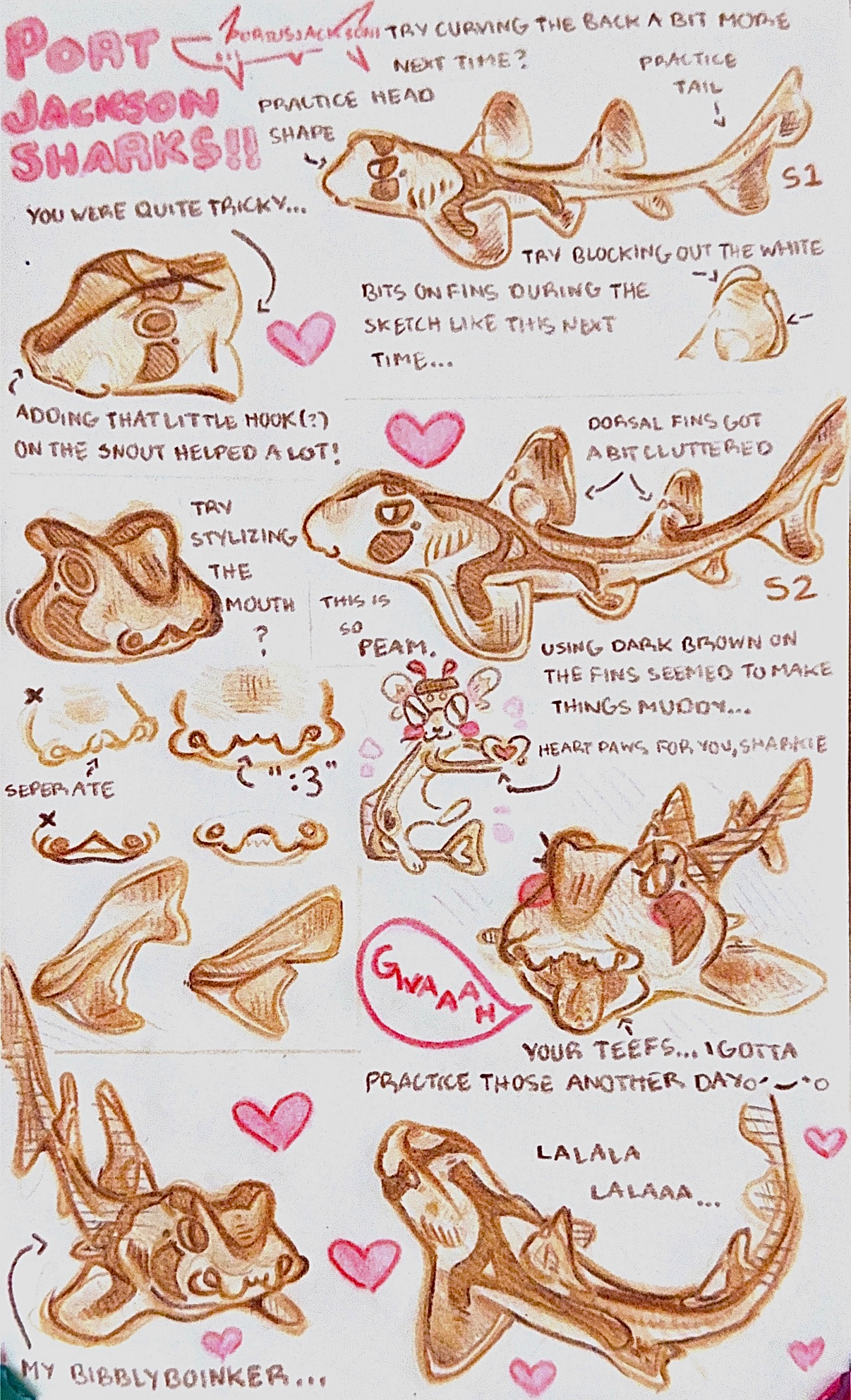 Port Jackson Shark Studies! by @portusjacksoni – Sheezy.Art