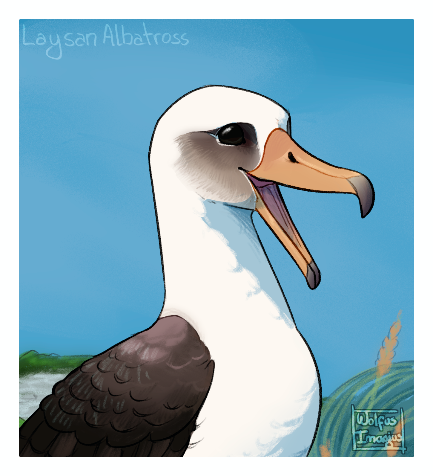 [Avian August] Laysan Albatross by @wolfusimagius – Sheezy.Art